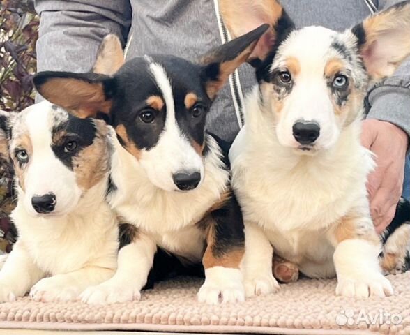 Щенки вельш-корги кардиган