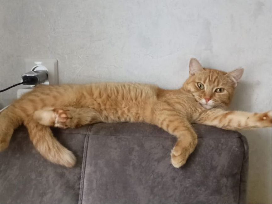 Кошка вязка