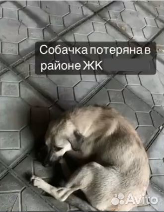 Чья это собачка