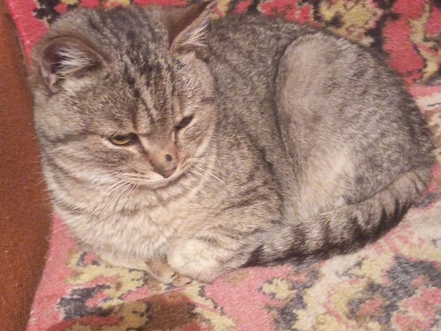 Кошки в добрые руки бесплатно