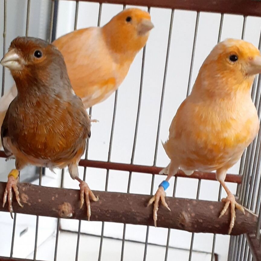 Канарейки Цветные от Заводчика