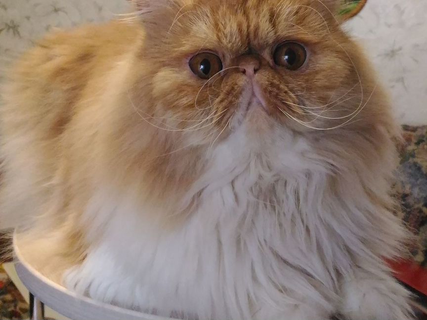 Персидский кот вязка