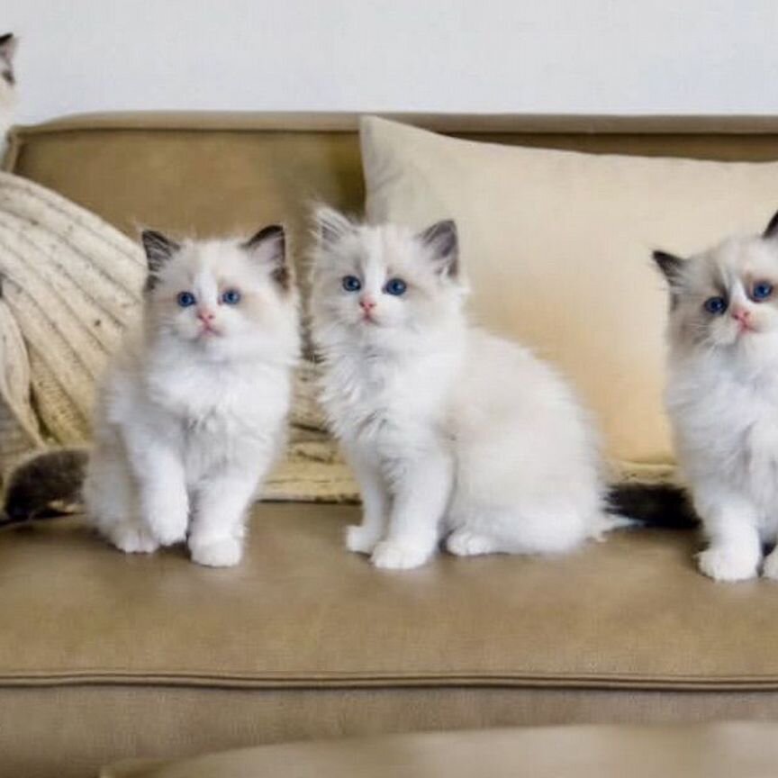 Котята ragdoll