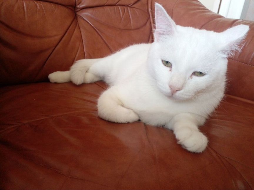 Котик Снежок