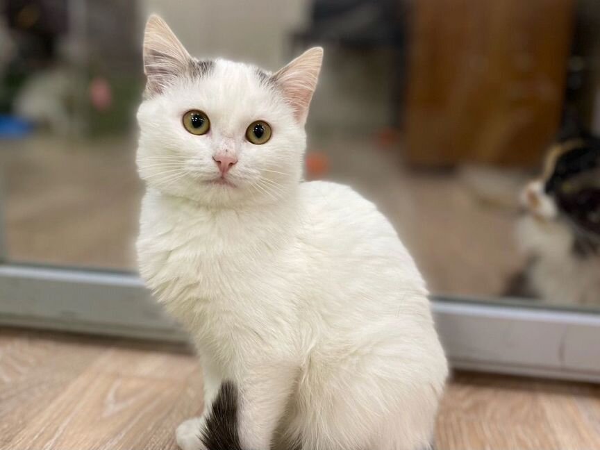 Котенок 4 мес, имя Харлей ждет вас