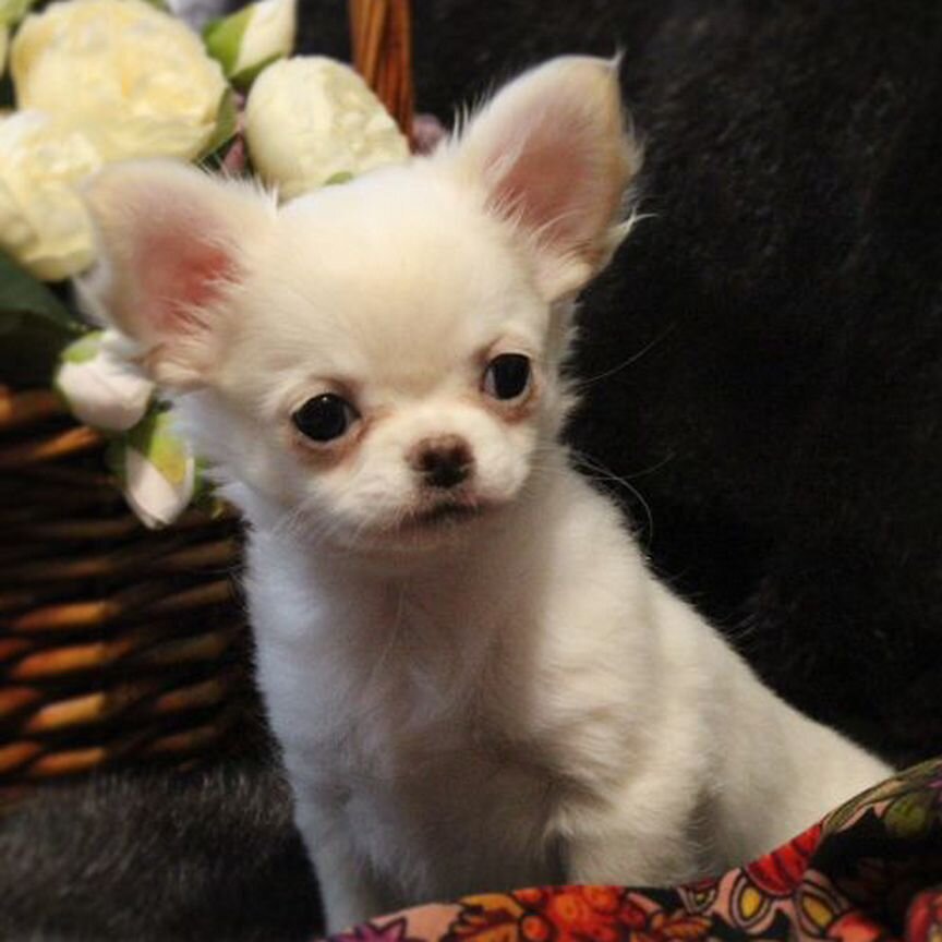 Чихуахуа, щенок