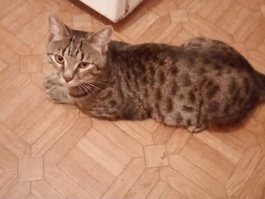 Тигровая кошка