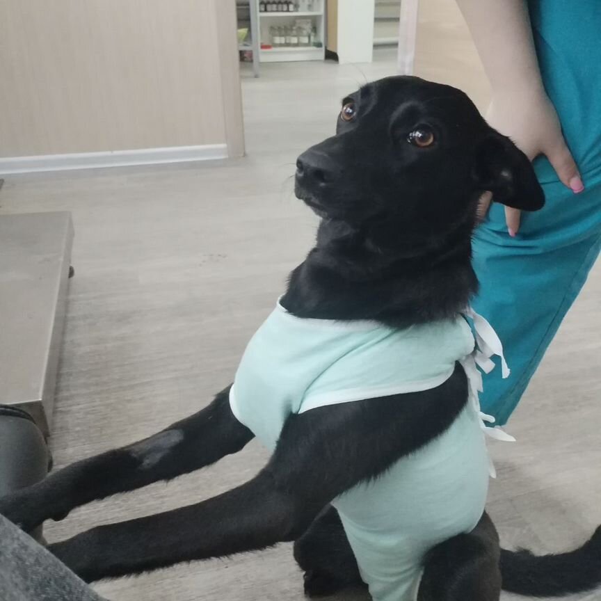 Собачка ищет хозяина