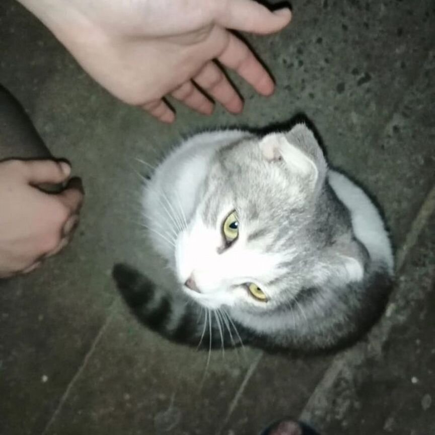 Котята в добрые руки бесплатно