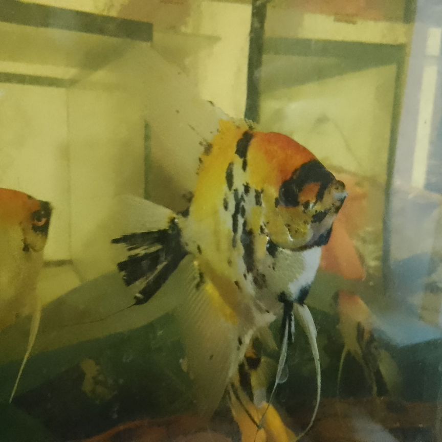 Рыбки скалярии