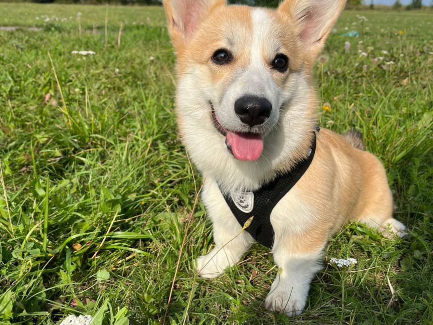 Вельш-корги пемброк вязка(мальчик)