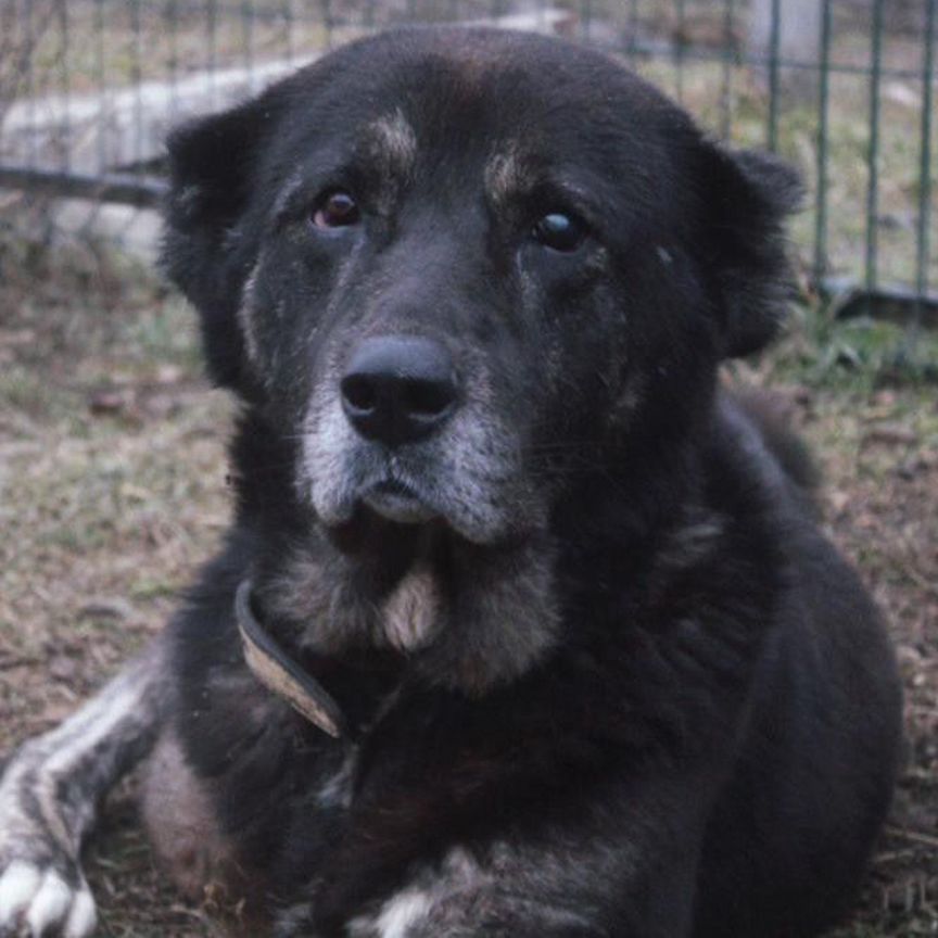 Взрослая собака в добрые руки