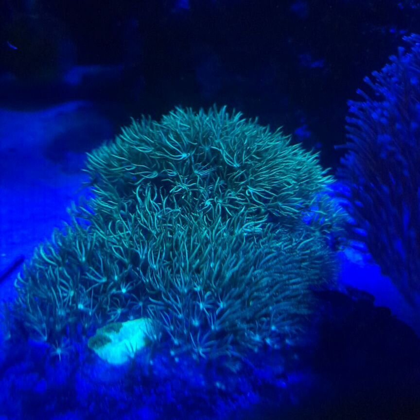 Морские кораллы