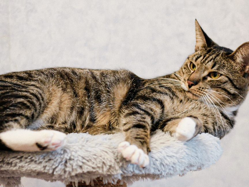 Кот очаровашка