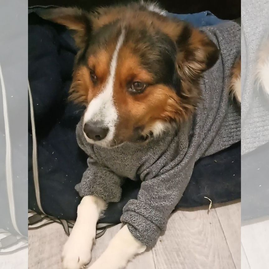 Австралийская овчарка, взрослый пёс