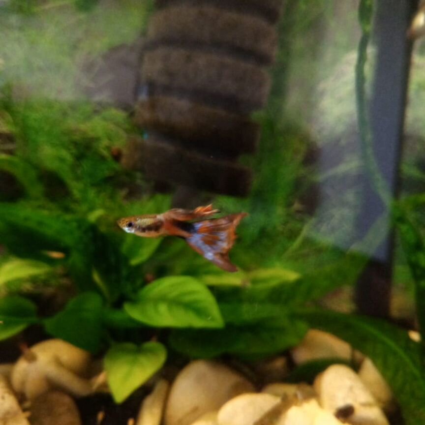 Аквариумные рыбки гуппи