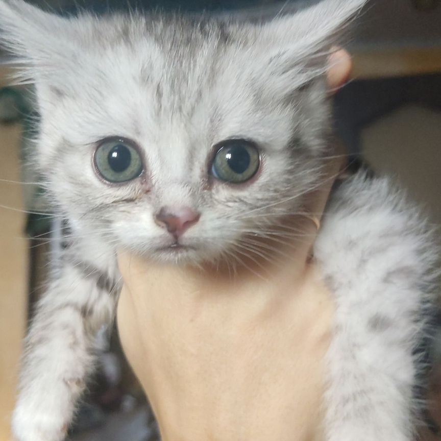 Котенок породы британская короткошёрстная