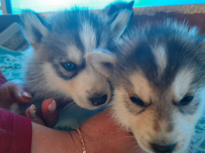 Смесь хаски и немецкой овчарки