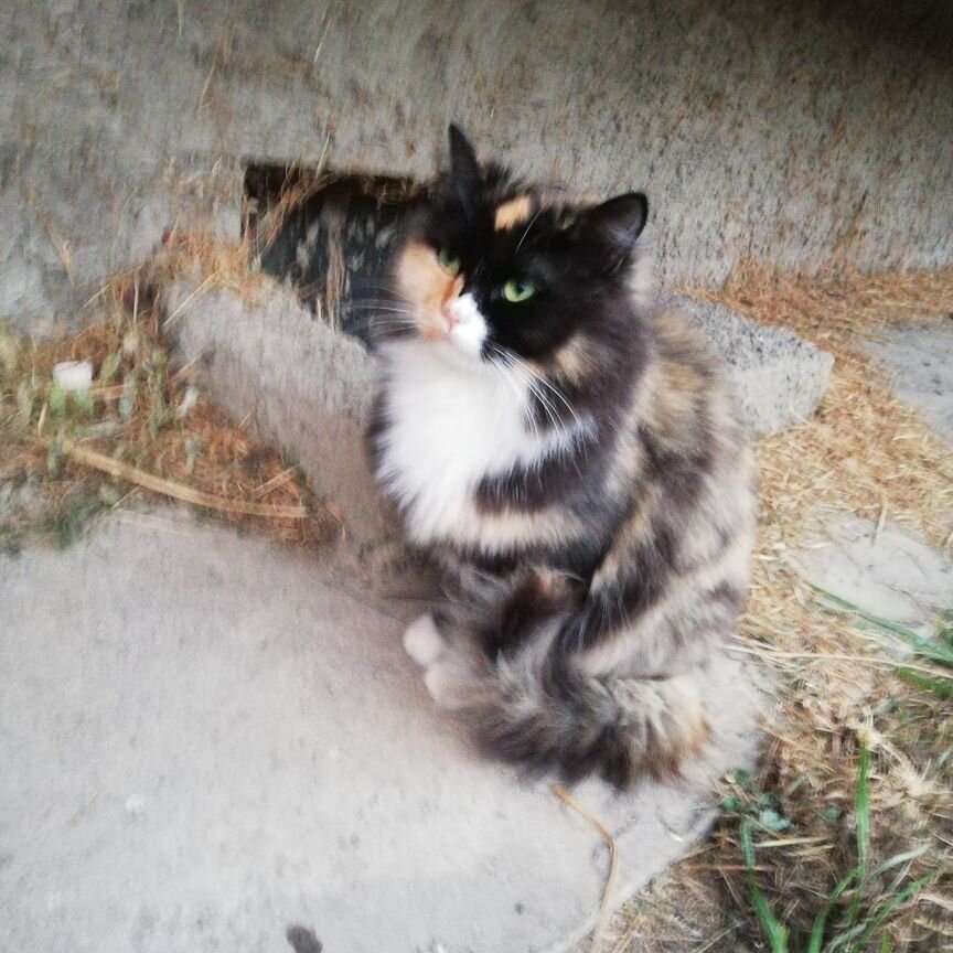 Взрослая кошка в добрые руки