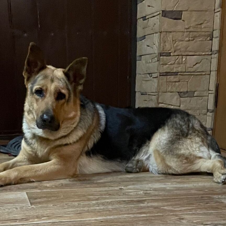 Восточно-европейская девочка в добрые руки