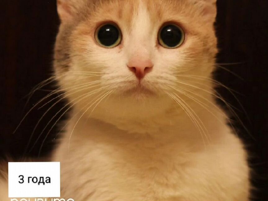 Кошечка в добрые руки