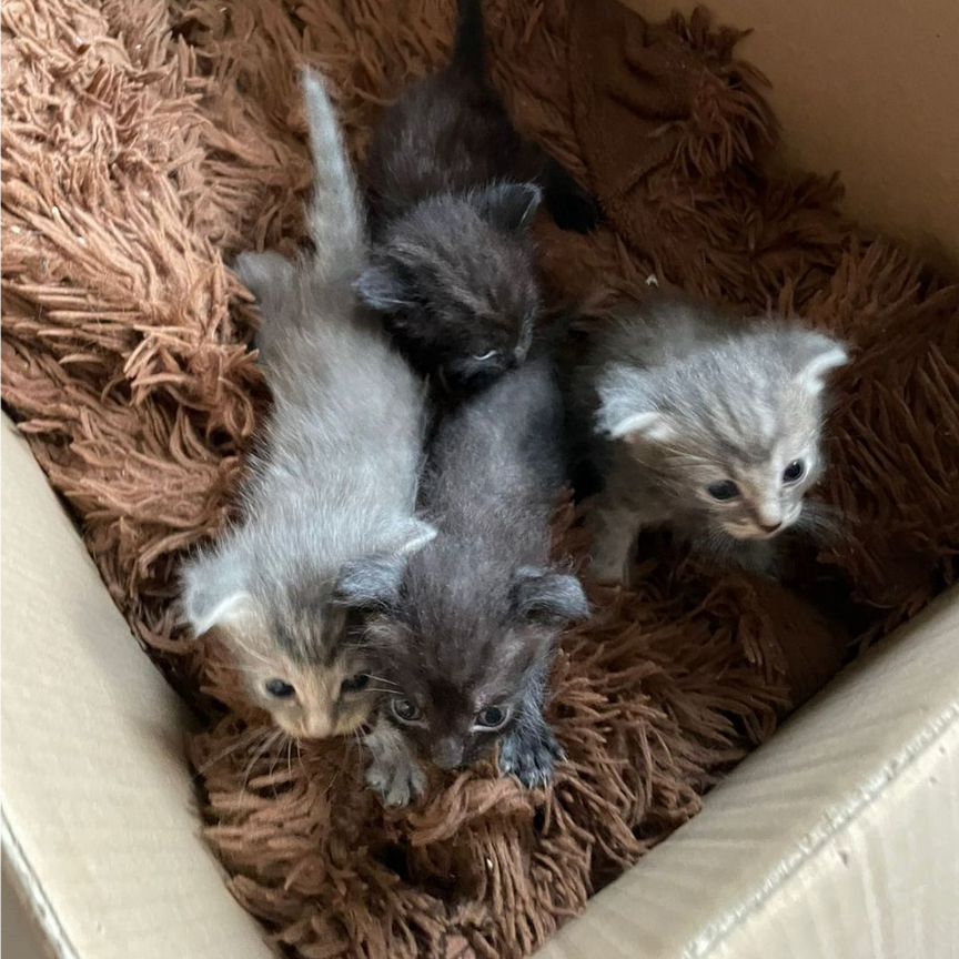 Котята в добрые руки