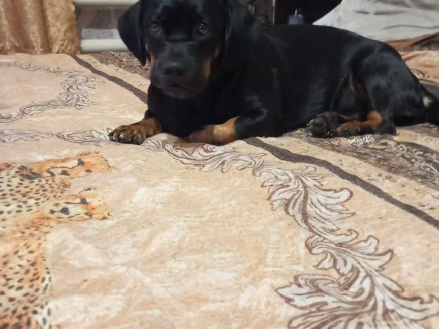 1 Такса, 2 смесь таксы и пекинес