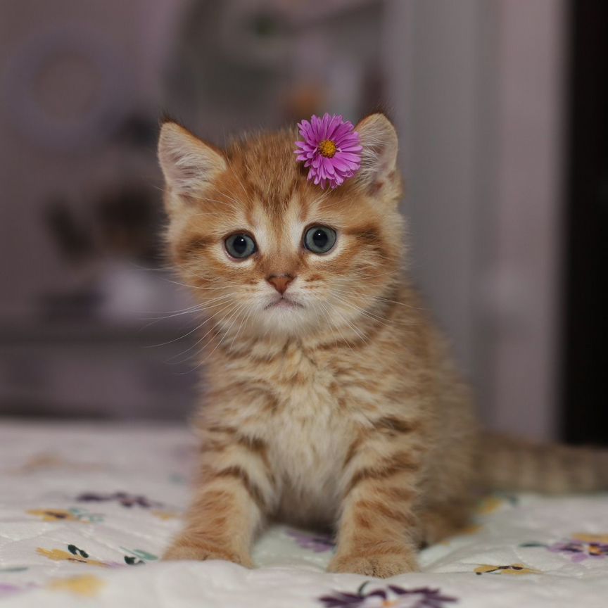 Шотландские вислоухие котята