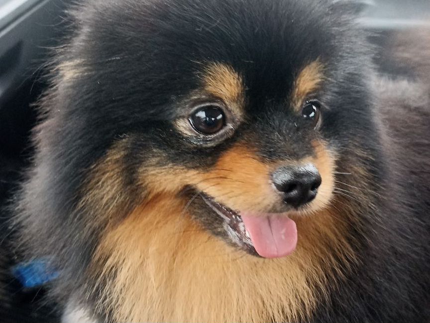 Померанский шпиц медвежьего типа