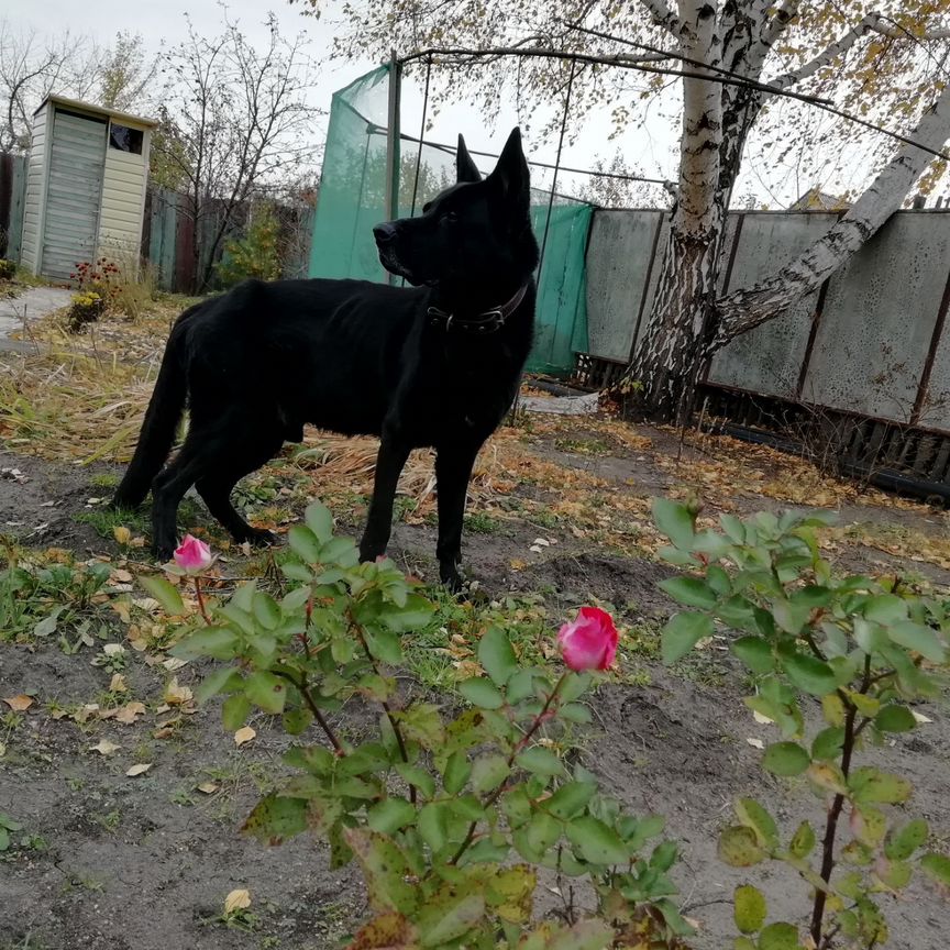 Щенка вео или немца