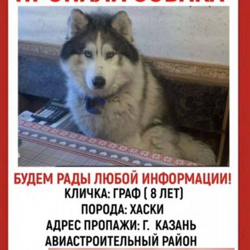 Потерялся кобель хаски
