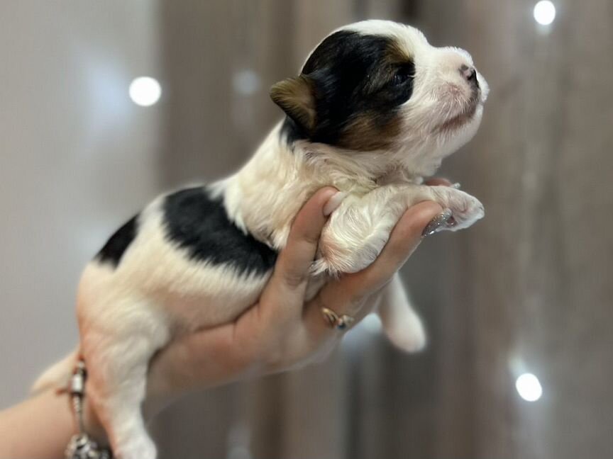 Щенки Бивер Йорка