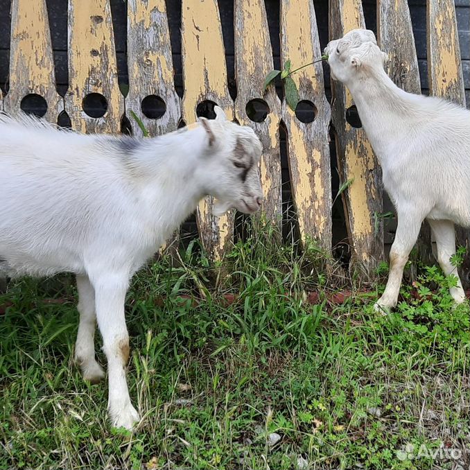 Козлики ламанча