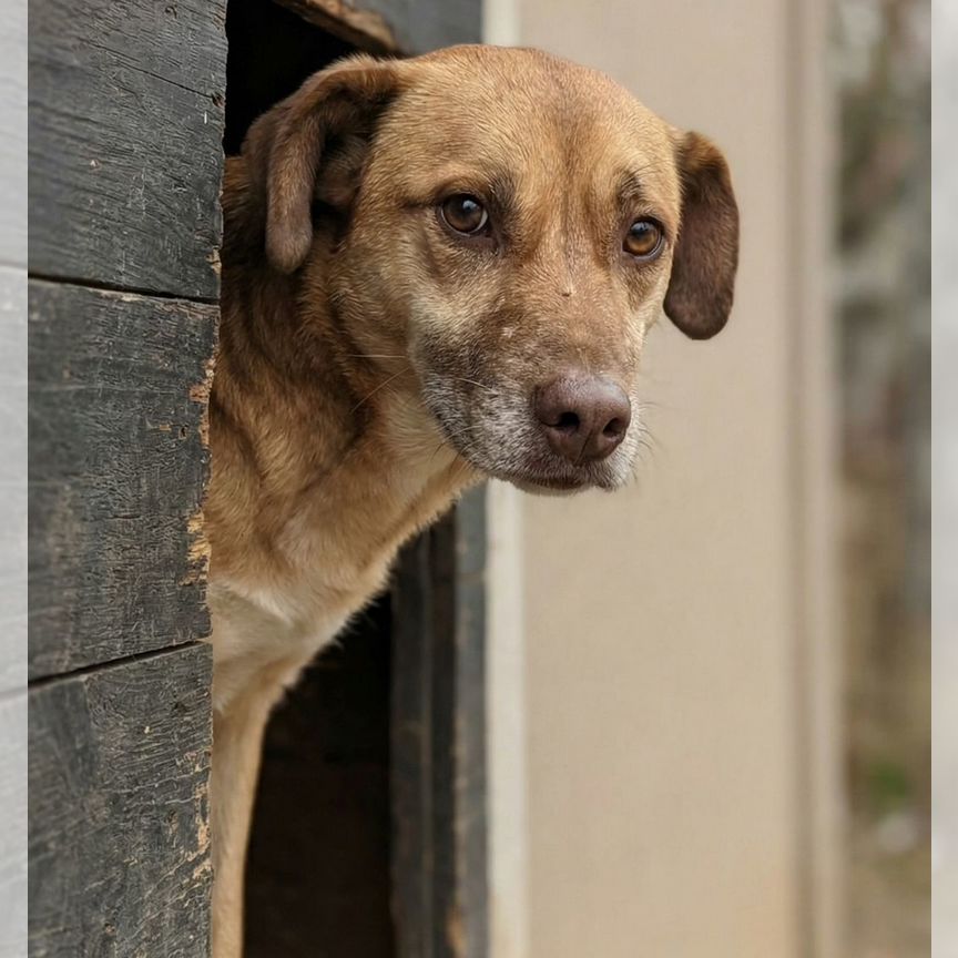 Взрослая собака в добрые руки