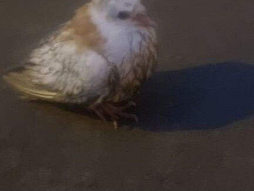 Спасите Гулю