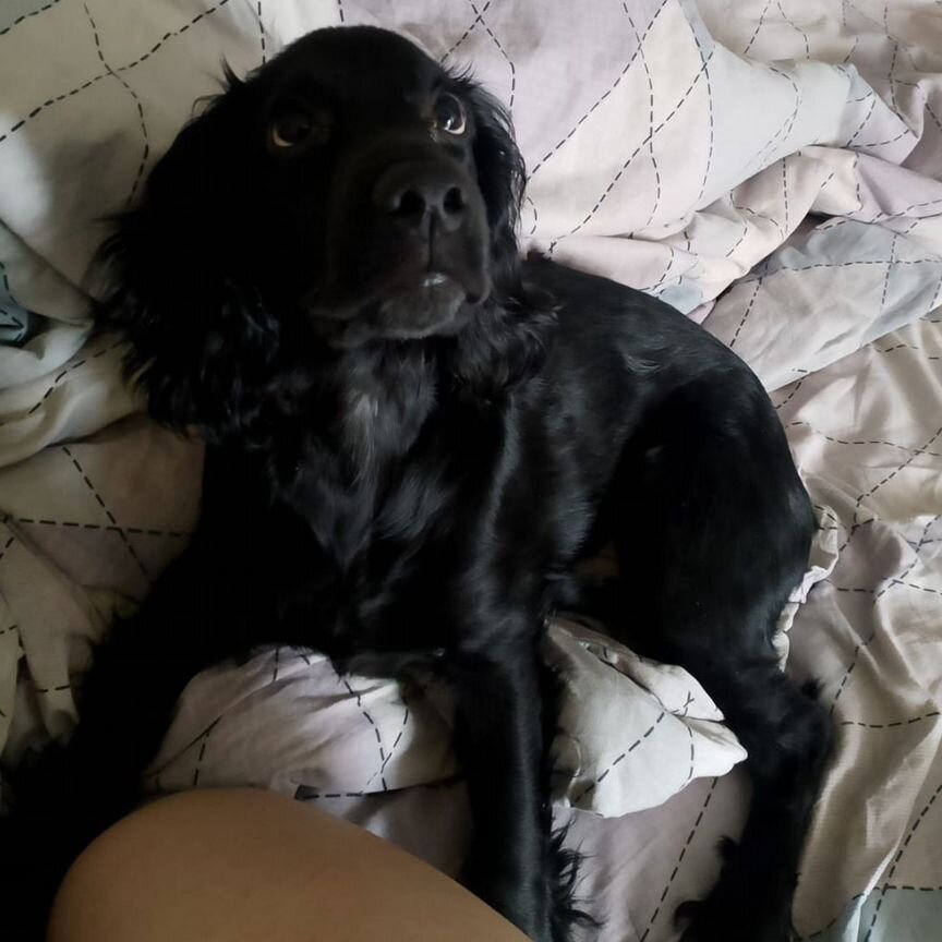 Русский спаниель