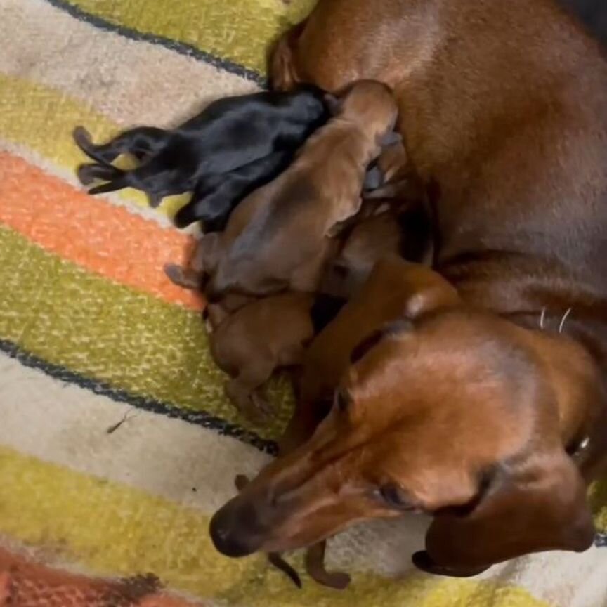 Такса, щенок