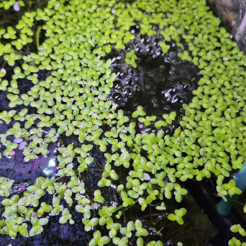 Аквариумное растение