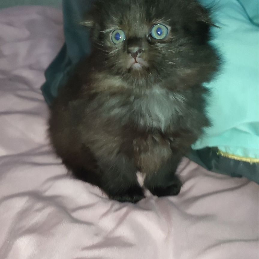 Котенок