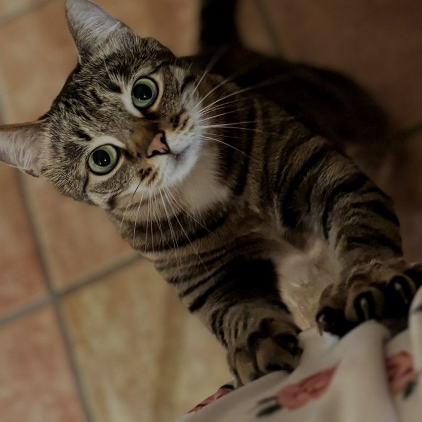 Взрослый кот в добрые руки