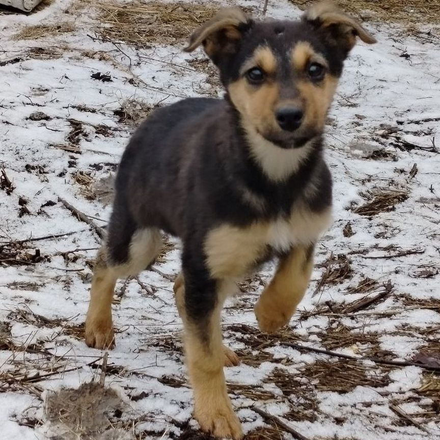 Щенок в добрые руки