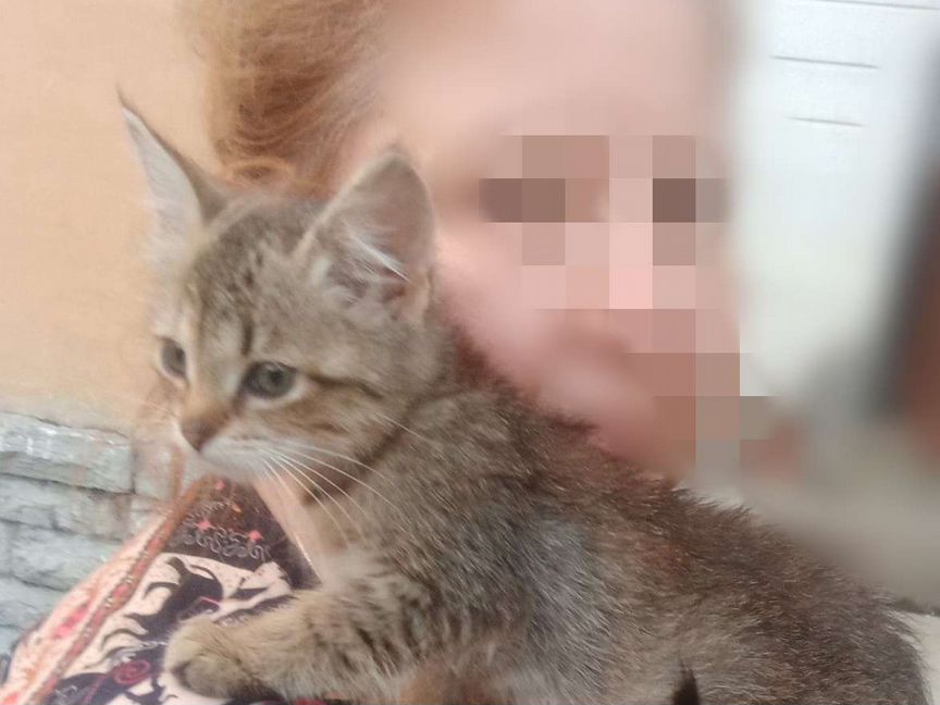 Котёнок девочка2 мес Мурочка