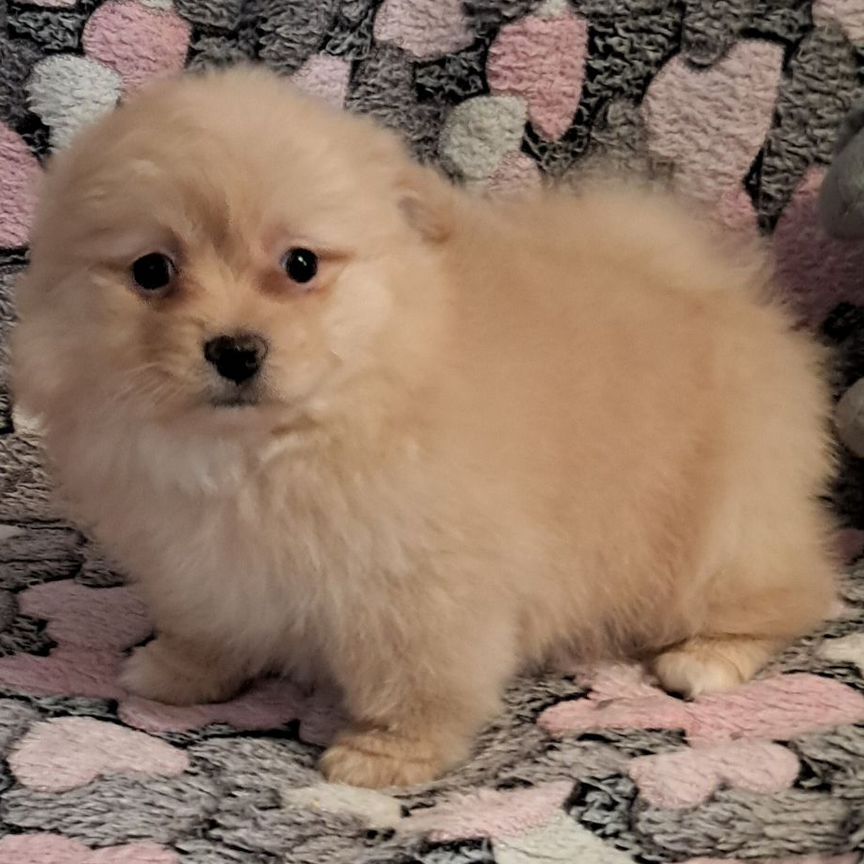 Померанский шпиц, щенок