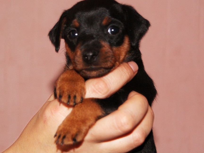 Цверги щенки