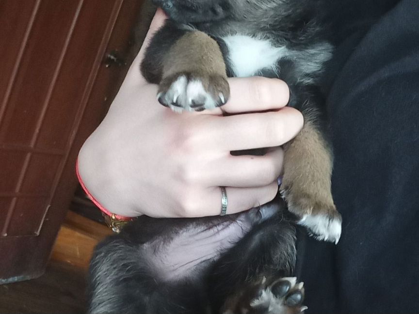 Щенки 1,5 месяца