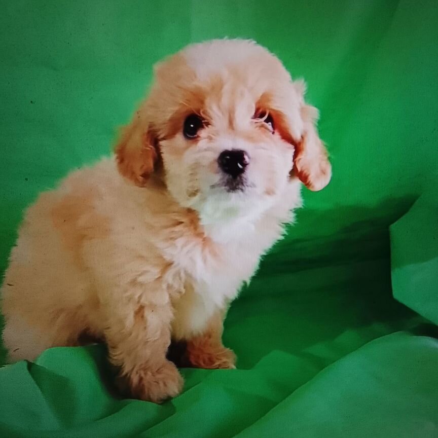 Мальтипу, щенок