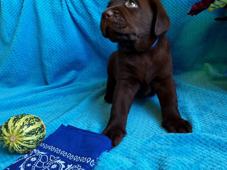 Щенки лабрадора шоколадные