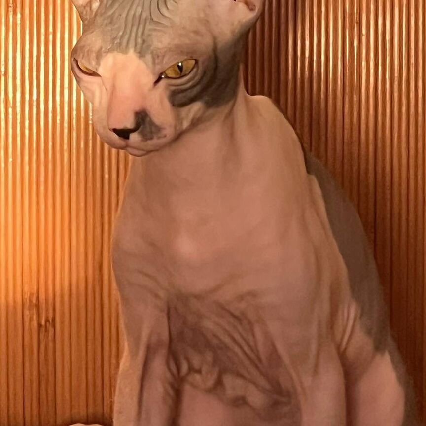 Египетский сфинкс