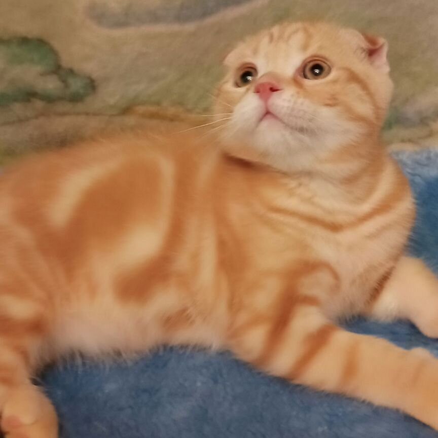 Шотландский вислоухий короткошёрстный котёнок