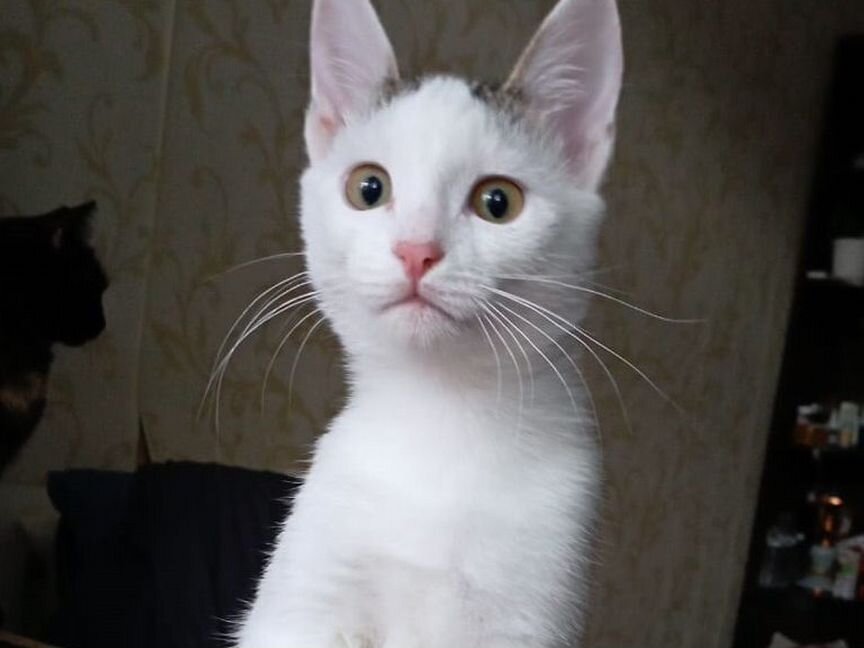 Je ne mange pas six jours)